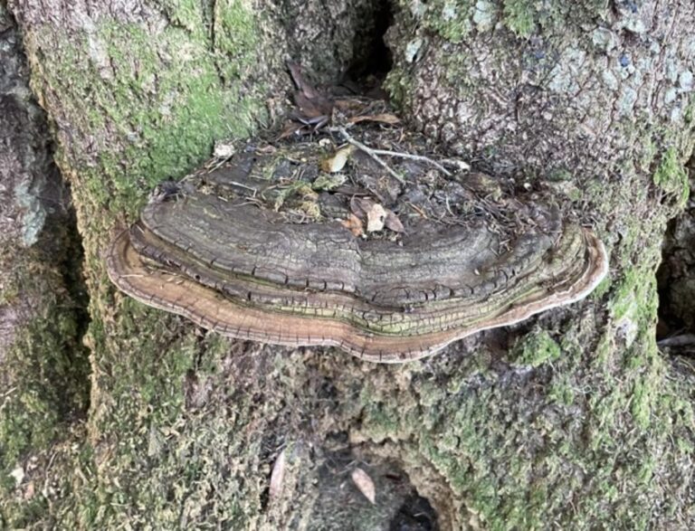Artist's Conk Fungus: Habitat, Identification, and History - Mushroom ...