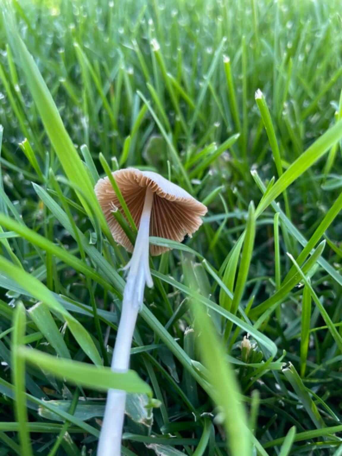 Lawnmower Mushroom: Identification, Habitat, and Lookalikes - Mushroom ...
