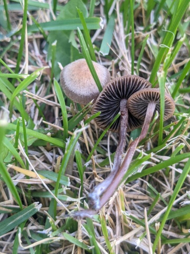 Lawnmower Mushroom: Identification, Habitat, and Lookalikes - Mushroom ...
