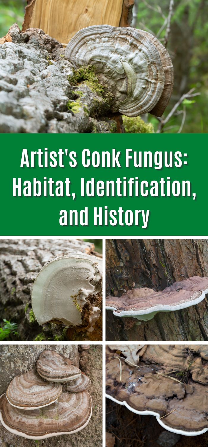 Artist's Conk Fungus: Habitat, Identification, and History - Mushroom ...