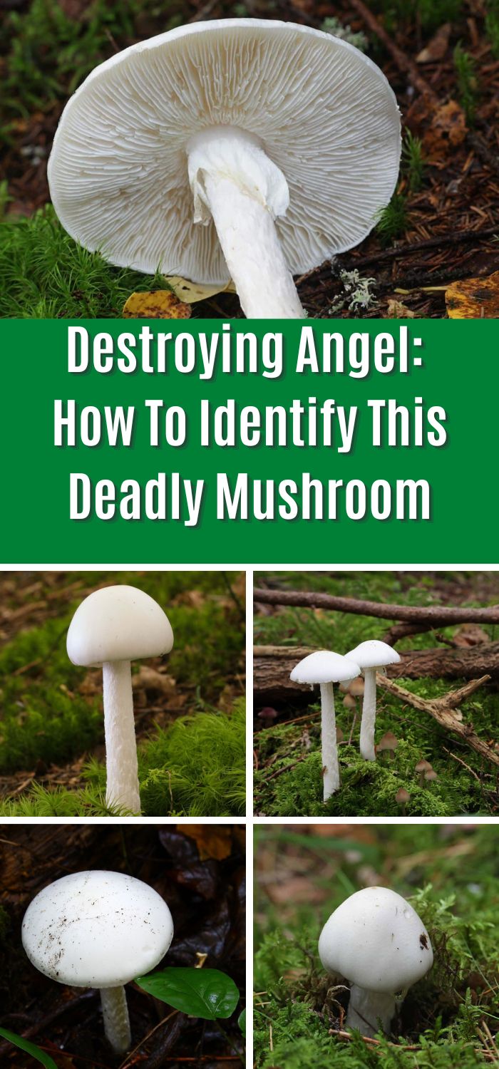 Destroying Angel: How To Identify This Deadly Mushroom - Mushroom ...