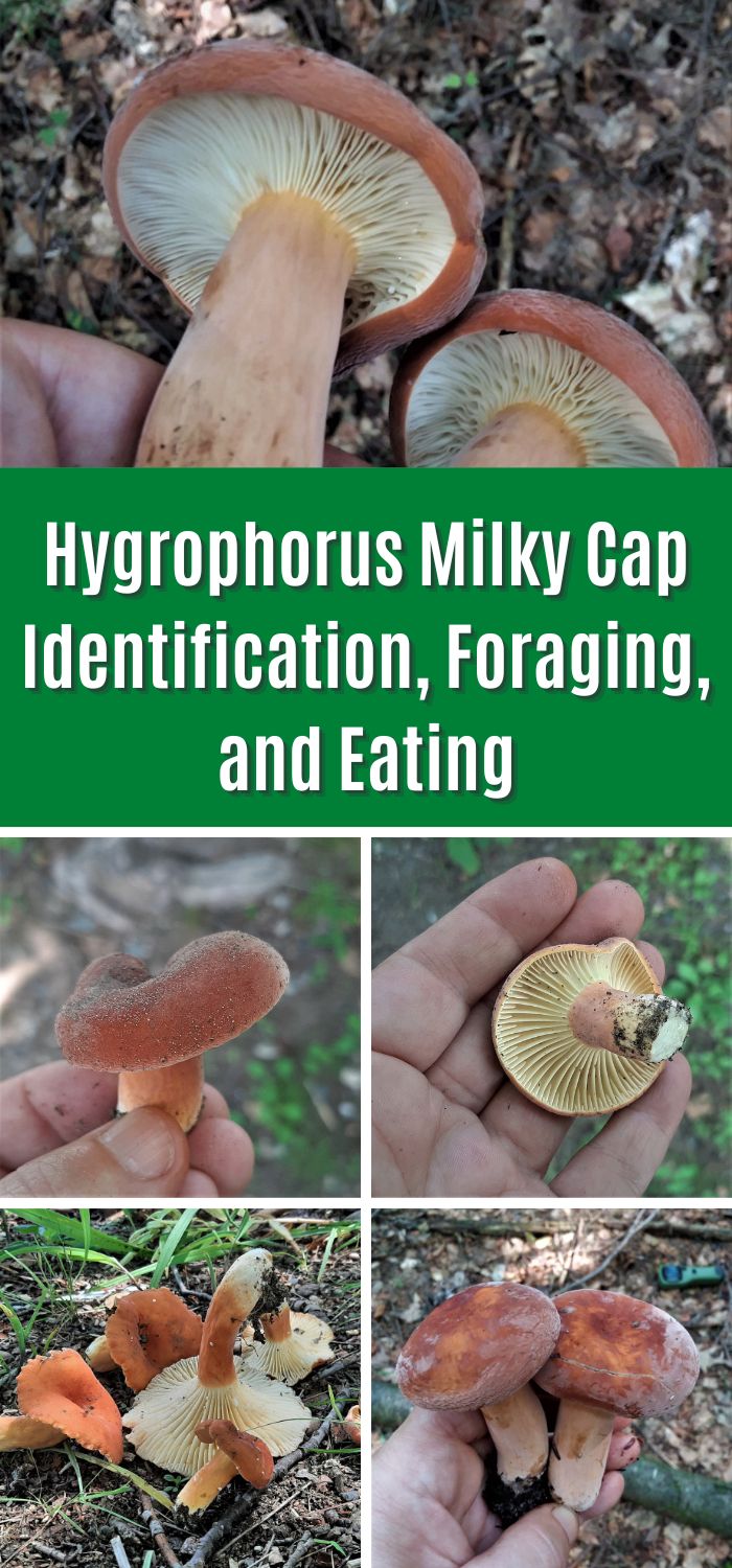 Hygrophorus Milky Cap Identification, Foraging, and Eating - Mushroom ...