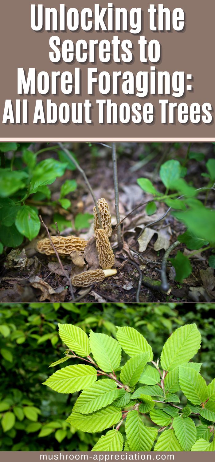 Unlocking the Secrets to Morel Foraging: All About Those Trees ...