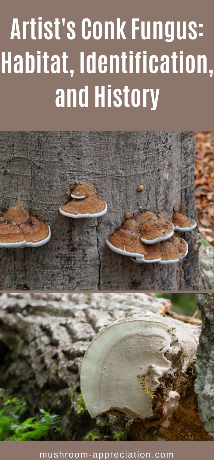 Artist's Conk Fungus: Habitat, Identification, and History - Mushroom ...