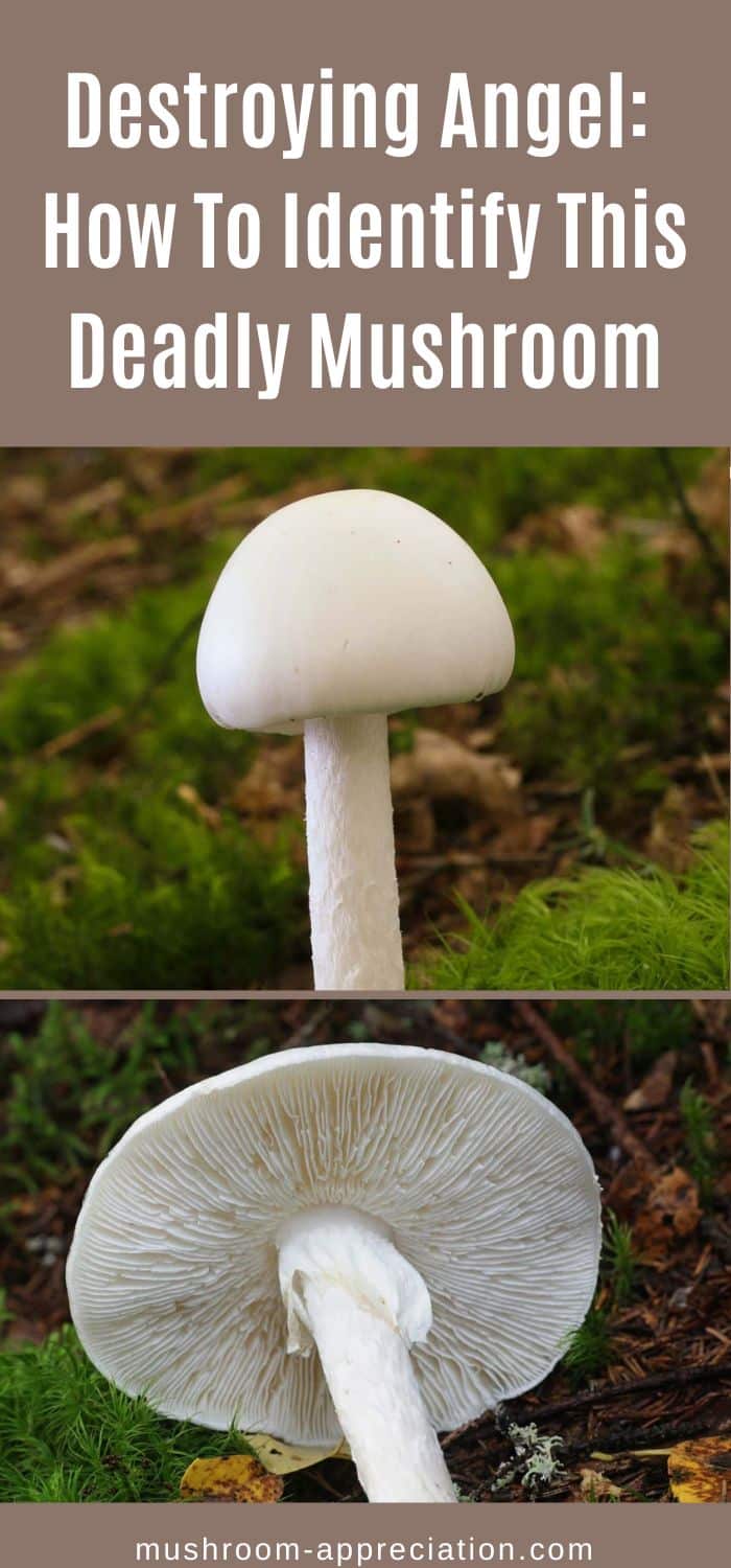 Destroying Angel: How To Identify This Deadly Mushroom - Mushroom ...