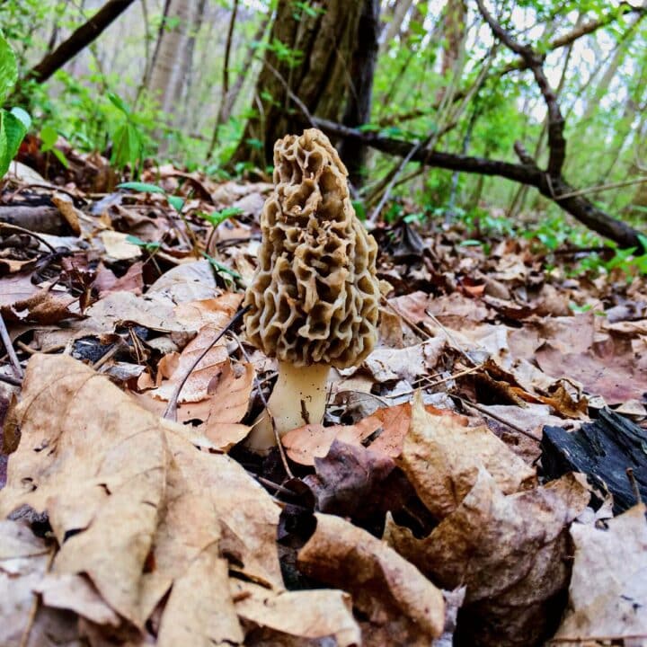 The Ultimate Guide To Cooking Morel Mushrooms - Mushroom Appreciation