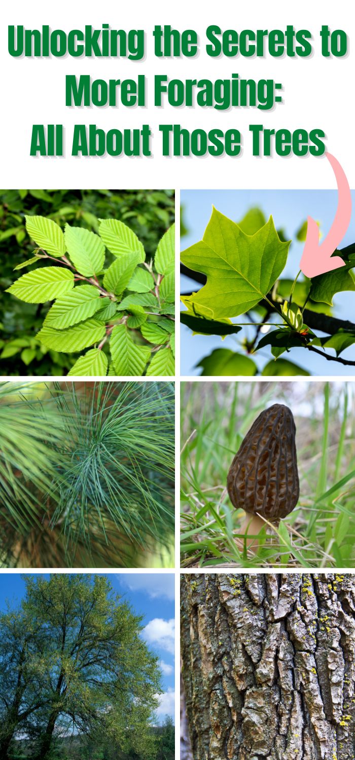 Unlocking the Secrets to Morel Foraging: All About Those Trees ...