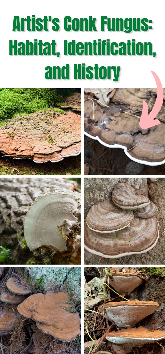 Artist's Conk Fungus: Habitat, Identification, and History - Mushroom ...
