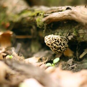 Unlocking the Secrets to Morel Foraging: All About Those Trees ...