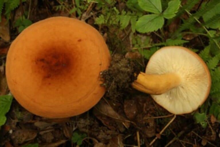 Hygrophorus Milky Cap Identification, Foraging, and Eating - Mushroom ...