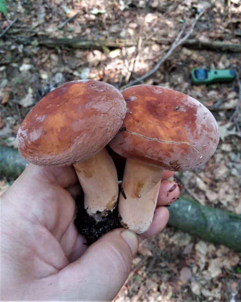 Hygrophorus Milky Cap Identification, Foraging, and Eating - Mushroom ...