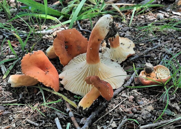 Hygrophorus Milky Cap Identification, Foraging, and Eating - Mushroom ...