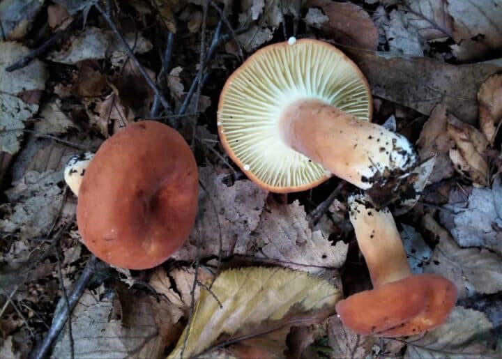 Weeping Milkcap: Identification, Foraging, and Culinary Uses - Mushroom ...