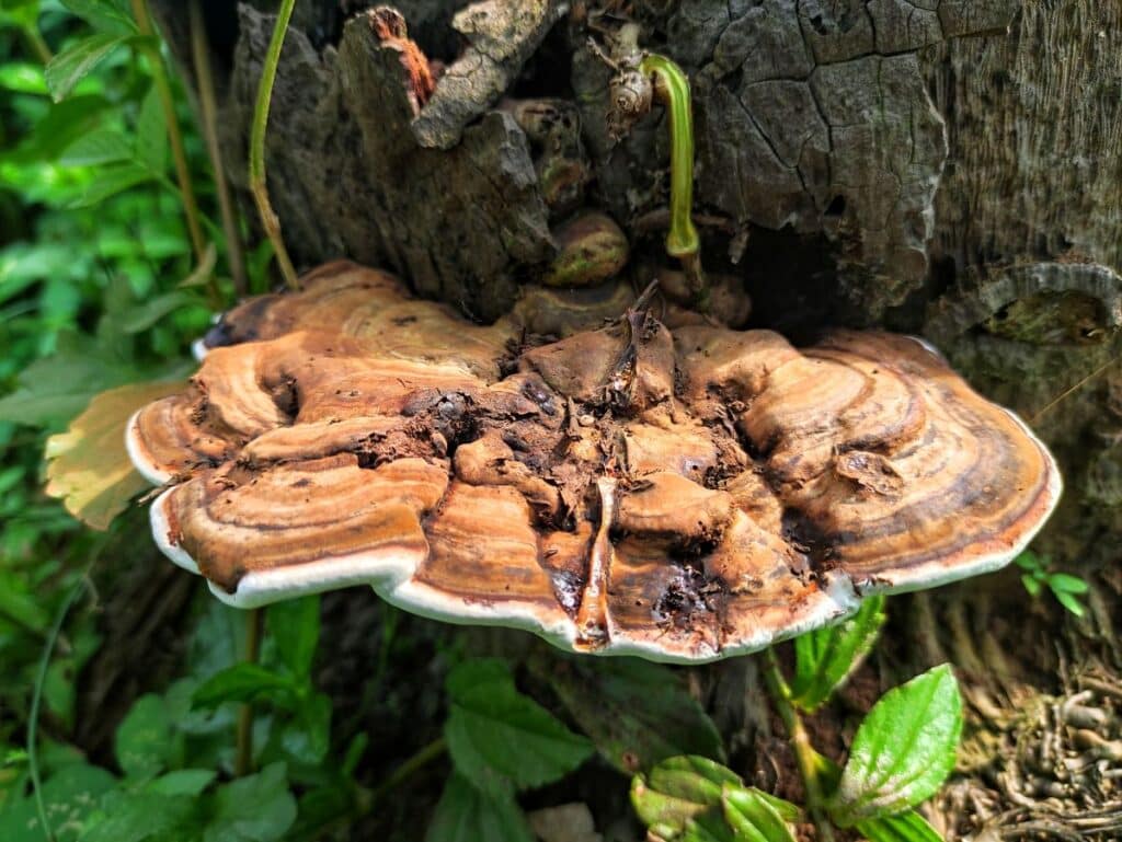 Artist's Conk Fungus: Habitat, Identification, and History - Mushroom ...
