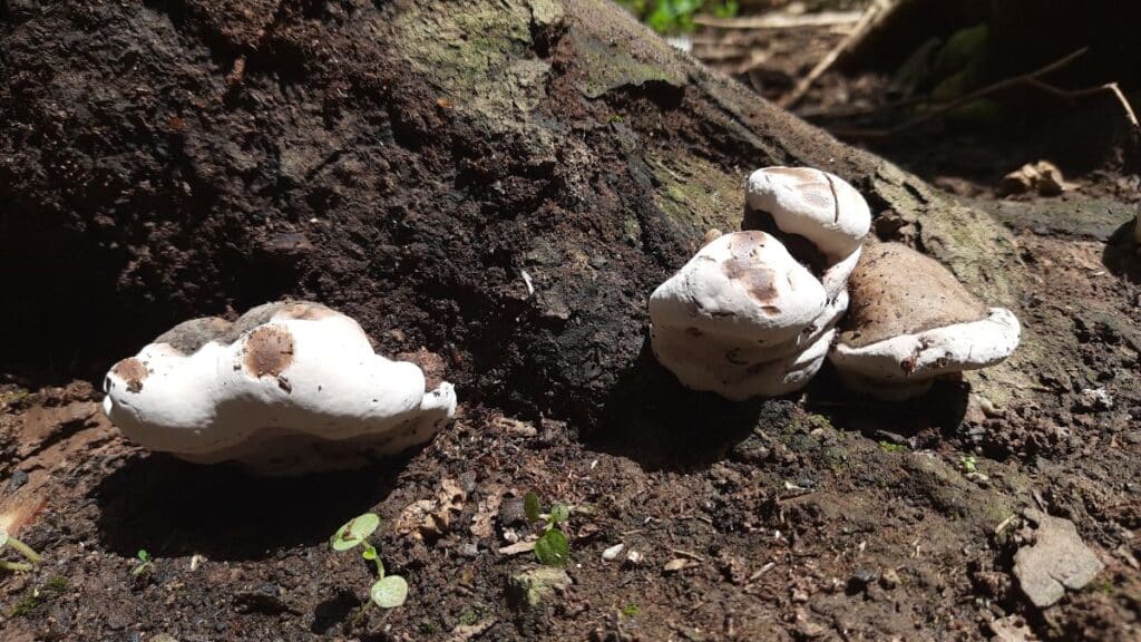 White Cheese Polypore: Identification Guide - Mushroom Appreciation