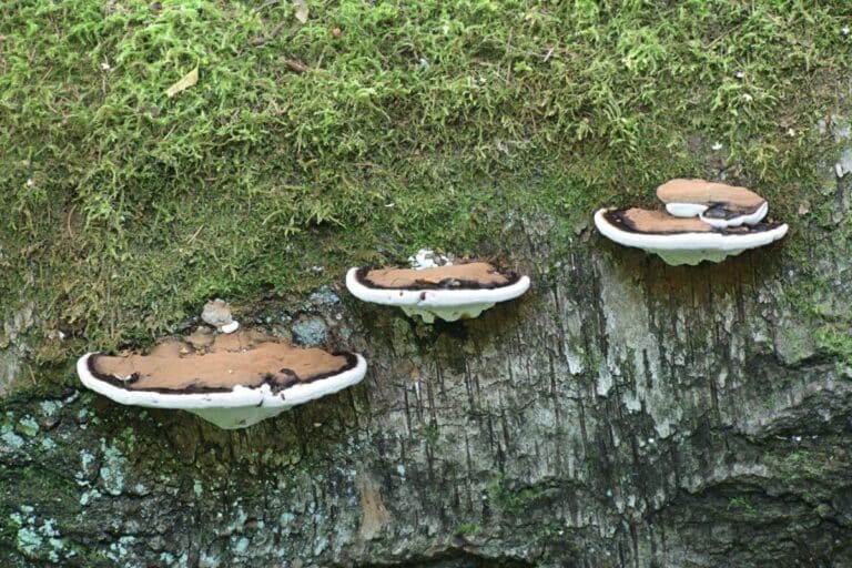 Artist's Conk Fungus: Habitat, Identification, and History - Mushroom ...