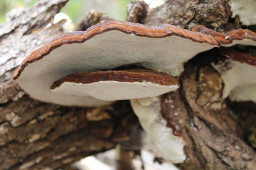 Artist's Conk Fungus: Habitat, Identification, and History - Mushroom ...