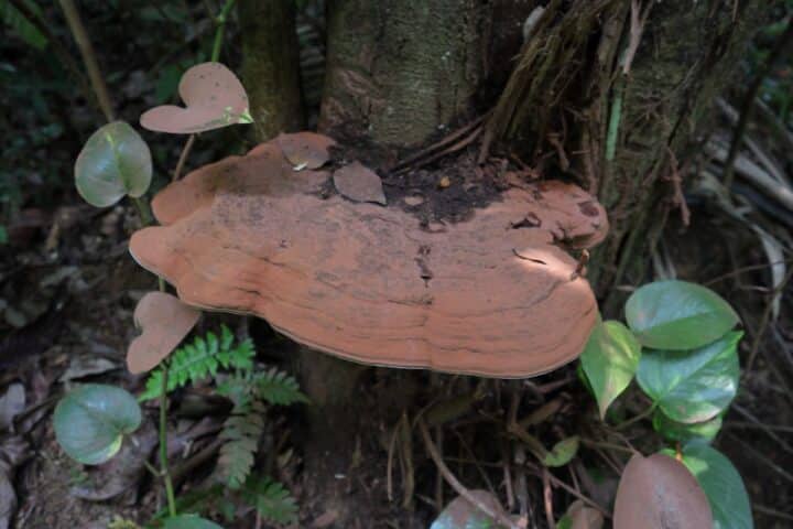 Artist's Conk Fungus: Habitat, Identification, and History - Mushroom ...