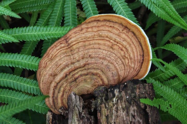 Artist's Conk Fungus: Habitat, Identification, and History - Mushroom ...