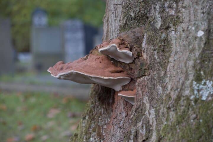 Artist's Conk Fungus: Habitat, Identification, and History - Mushroom ...