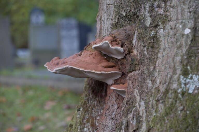 Artist's Conk Fungus: Habitat, Identification, and History - Mushroom ...
