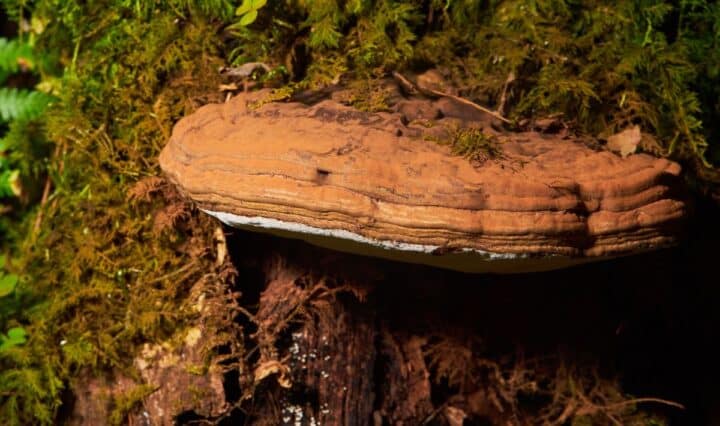 Artist's Conk Fungus: Habitat, Identification, and History - Mushroom ...