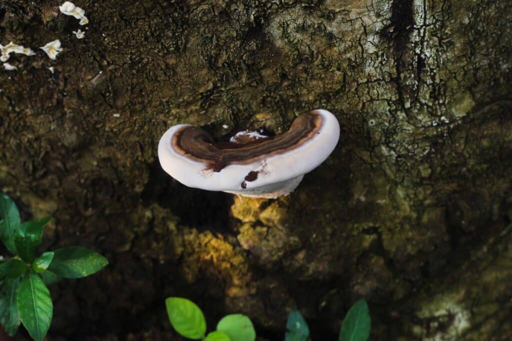 Artist's Conk Fungus: Habitat, Identification, and History - Mushroom ...