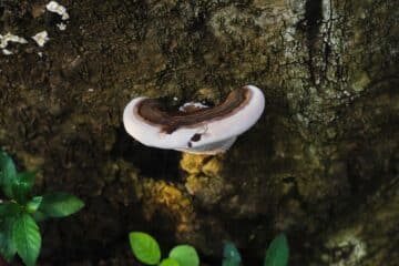 Artist's Conk Fungus: Habitat, Identification, and History - Mushroom ...
