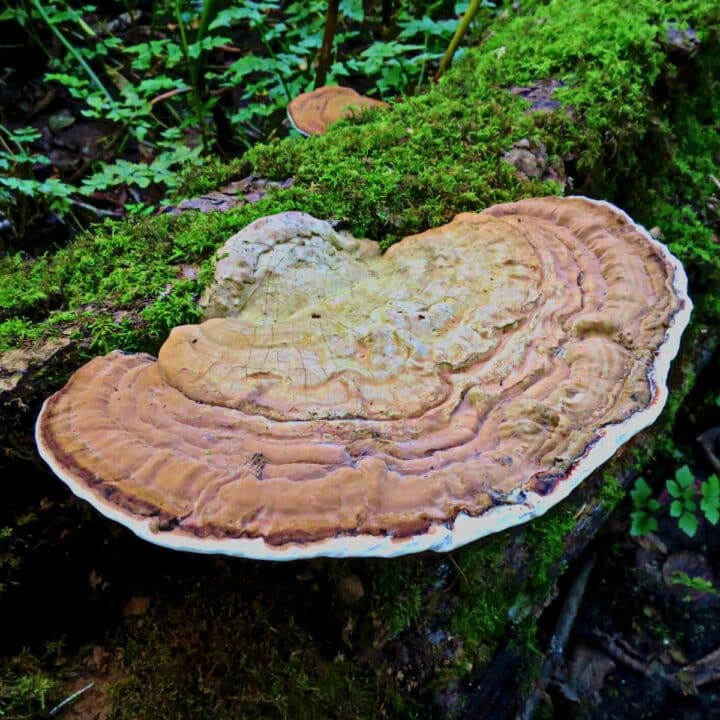 Polypores - Mushroom Appreciation