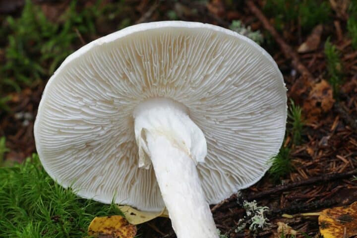 Destroying Angel: How To Identify This Deadly Mushroom - Mushroom ...