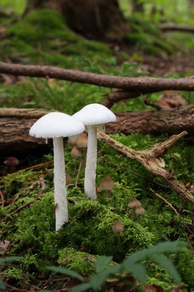 Destroying Angel: How To Identify This Deadly Mushroom - Mushroom ...