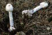 Destroying Angel: How To Identify This Deadly Mushroom - Mushroom ...