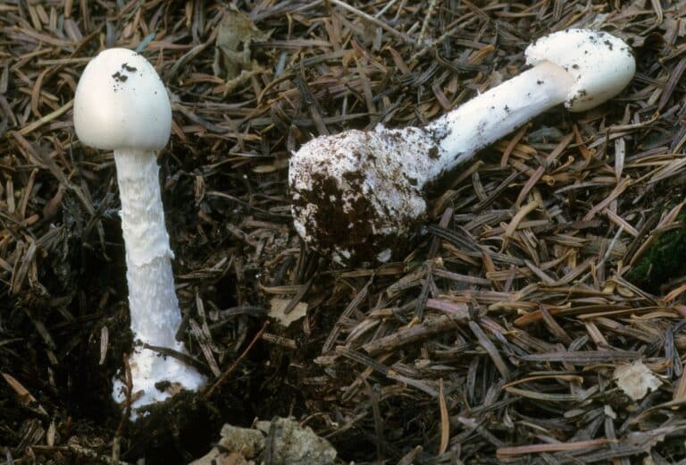 Destroying Angel: How To Identify This Deadly Mushroom - Mushroom ...