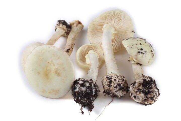 Destroying Angel: How To Identify This Deadly Mushroom - Mushroom ...