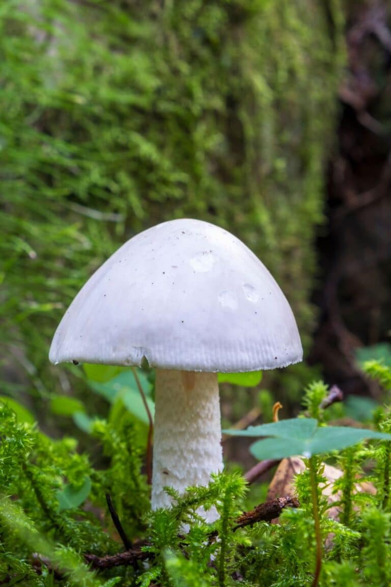 Destroying Angel: How To Identify This Deadly Mushroom - Mushroom ...