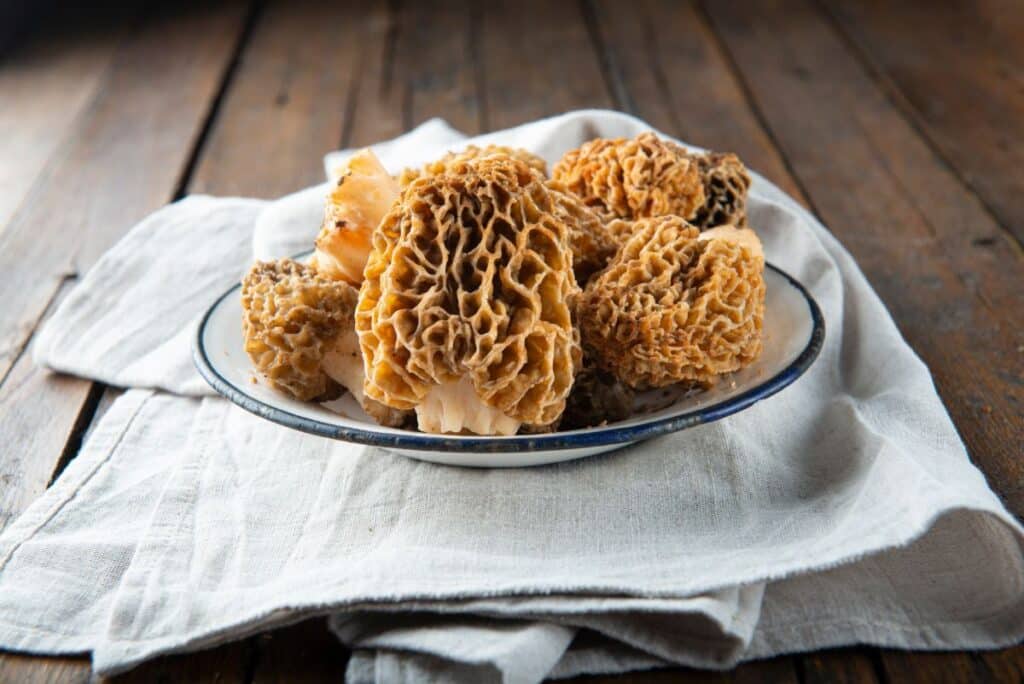 Are Morels Dangerous? Navigating the Risks and Rewards of this Popular ...
