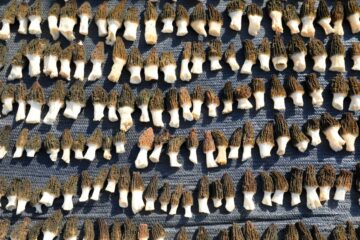 How to Properly Harvest and Prepare Morel Mushrooms - Mushroom Appreciation