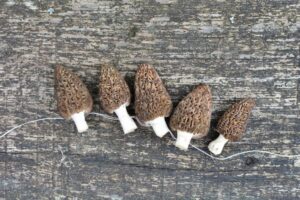 How to Properly Harvest and Prepare Morel Mushrooms - Mushroom Appreciation