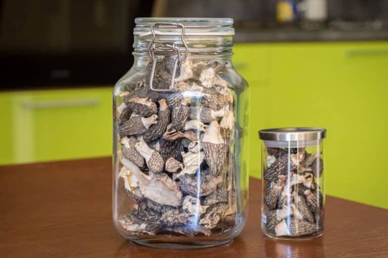How To Properly Harvest And Prepare Morel Mushrooms Mushroom Appreciation