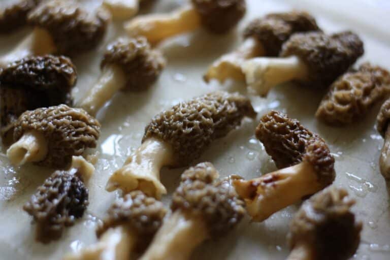 How To Properly Harvest And Prepare Morel Mushrooms Mushroom Appreciation