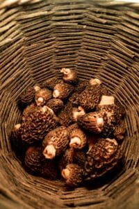 How to Properly Harvest and Prepare Morel Mushrooms - Mushroom Appreciation