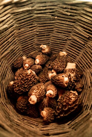 How to Properly Harvest and Prepare Morel Mushrooms - Mushroom Appreciation