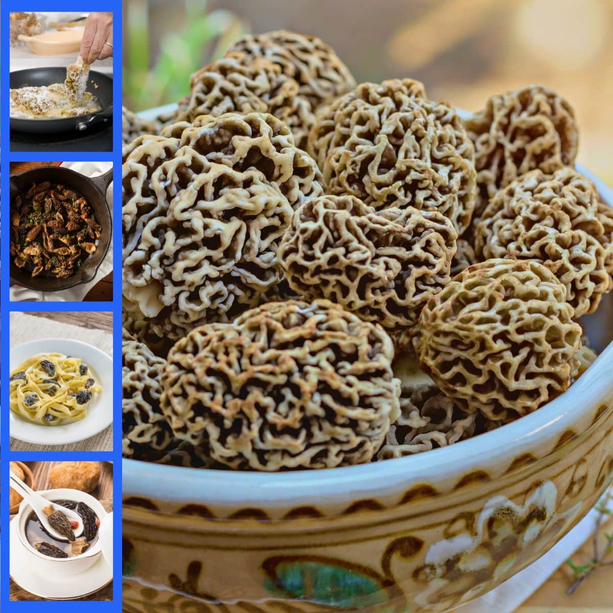 Morel - Mushroom Appreciation