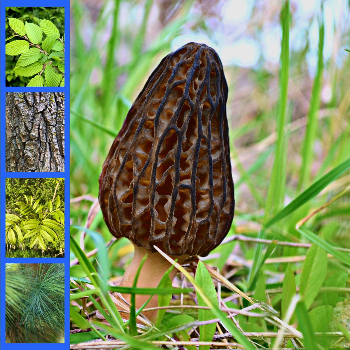 Unlocking the Secrets to Morel Foraging: All About Those Trees ...