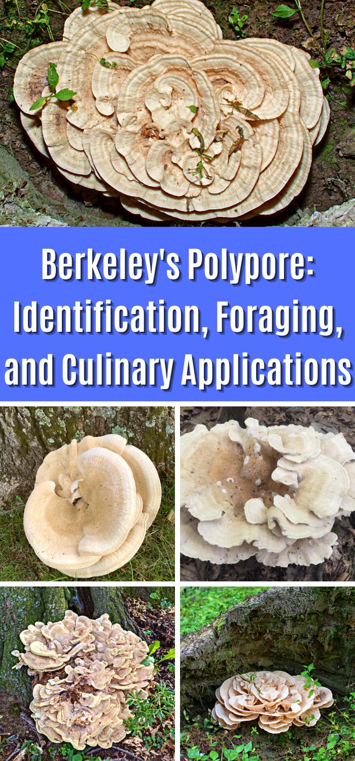 Berkeley's Polypore: Identification, Foraging, and Culinary Applications - Mushroom Appreciation