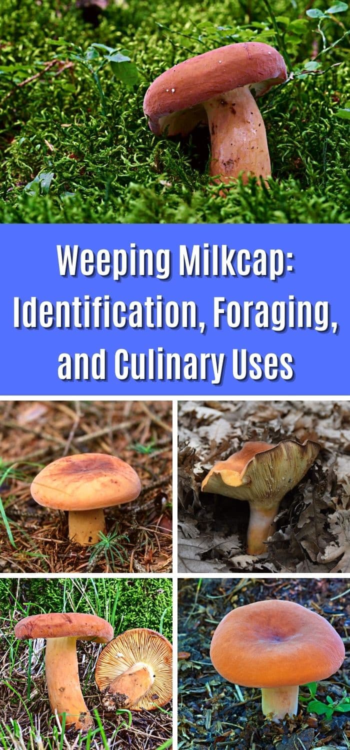 Weeping Milkcap: Identification, Foraging, and Culinary Uses - Mushroom ...