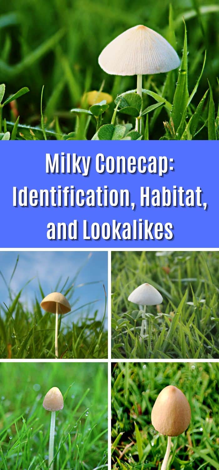 Milky Conecap: Identification, Habitat, and Lookalikes - Mushroom ...