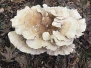 Berkeley's Polypore: Identification, Foraging, and Culinary ...