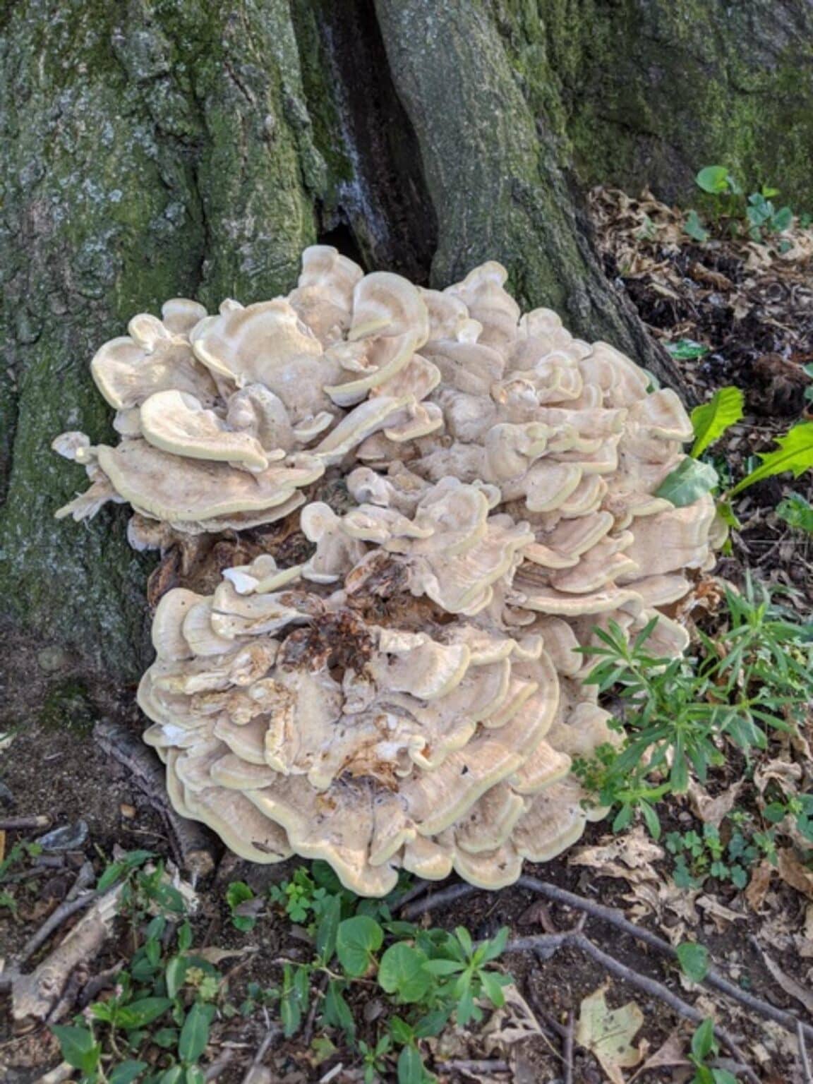 Berkeley's Polypore: Identification, Foraging, and Culinary ...