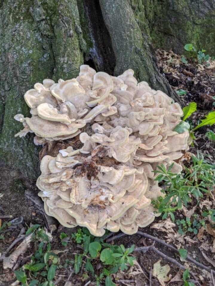 Berkeley's Polypore: Identification, Foraging, and Culinary ...